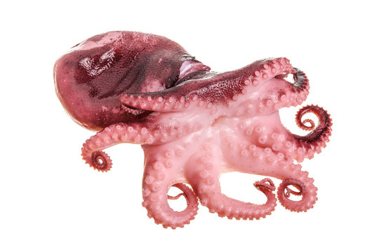 รูปภาพPoulpe – เลือกดูภาพถ่ายสต็อก เวกเตอร์ และวิดีโอ3,438 | Adobe Stock