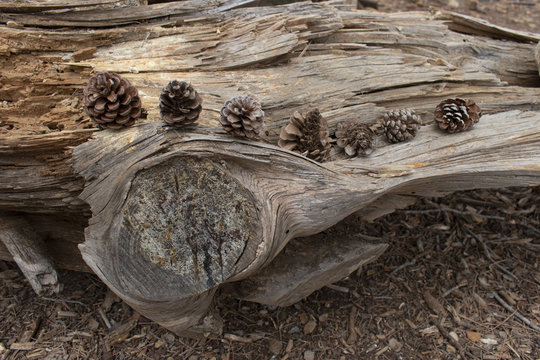 รูปภาพ"Pommes De Pin" – เลือกดูภาพถ่ายสต็อก เวกเตอร์ และวิดีโอ2,057 ...