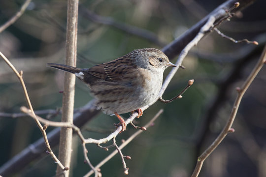 「Riht」の画像 - 4 件の Stock 写真、ベクターおよびビデオ | Adobe Stock
