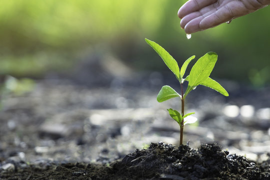 Grow-Up Images – Browse 48 Stock Photos, Vectors, and Video | Adobe Stock