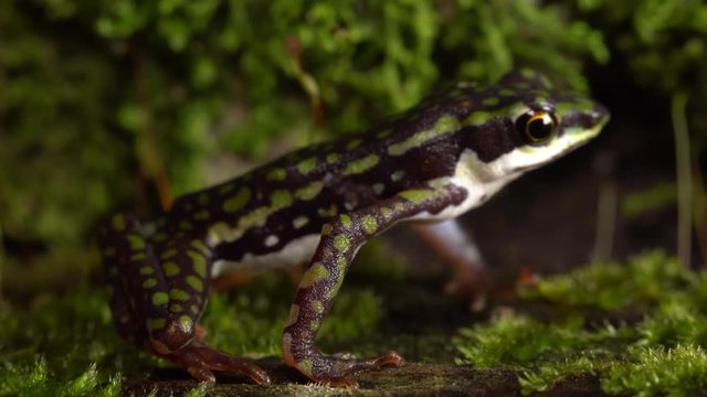 Obrazy (Atelopus) — zdjęcia, wektory i wideo bez tantiem (87) | Adobe Stock
