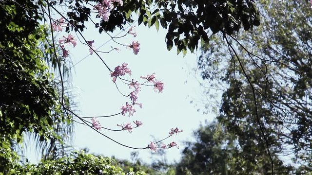 รูปภาพLapacho – เลือกดูภาพถ่ายสต็อก เวกเตอร์ และวิดีโอ1,087 | Adobe Stock