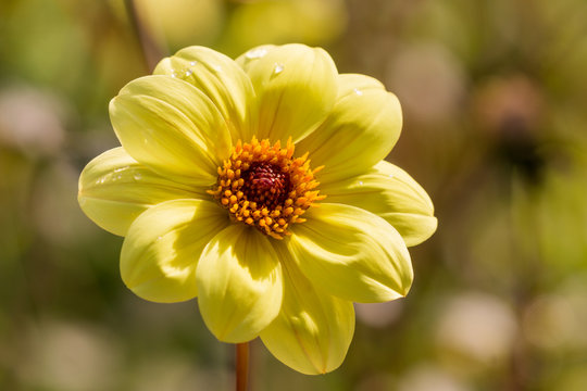 Sommersonne bilder – Bläddra bland 1,106 stockfoton, vektorer och ...