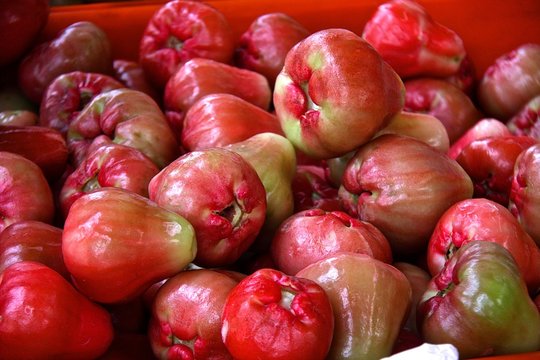 Makopa 이미지 – 찾아보기 2,231 스톡 사진, 벡터 및 비디오 | Adobe Stock