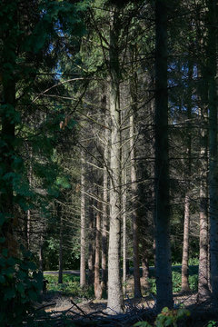 Gelse Bilder – Durchsuchen 548 Archivfotos, Vektorgrafiken und Videos ...