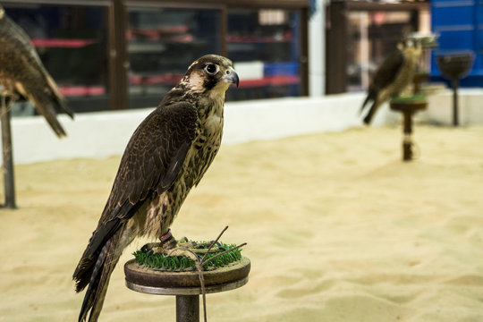 Qatarian Images – Browse 44 Stock Photos, Vectors, and Video | Adobe Stock