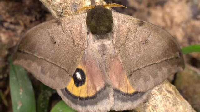 Ocellus Video Footage – Browse 897 HD Stock Video and Footage | Adobe Stock