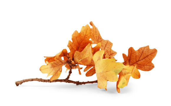 390,421 BESTE Eichenlaub BILDER, STOCK-FOTOS & -VEKTORGRAFIKEN | Adobe ...