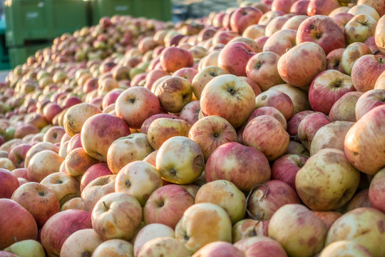 รูปภาพApfelsorte – เลือกดูภาพถ่ายสต็อก เวกเตอร์ และวิดีโอ1,806 | Adobe ...