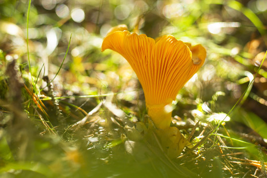 Orellanus Images – Browse 69 Stock Photos, Vectors, and Video | Adobe Stock