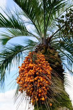 Queen Anne Palm Fruit