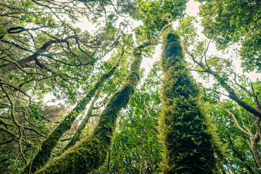 Imágenes de Anagas: descubre bancos de fotos, ilustraciones, vectores y ...