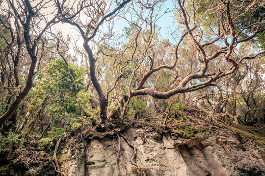 Anagas bilder – Bläddra bland 25 stockfoton, vektorer och videor ...