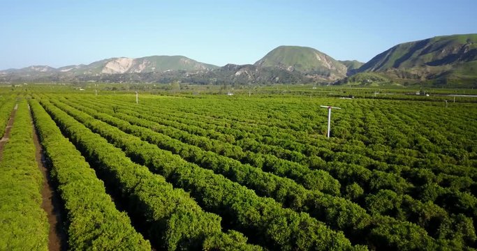 "Citrus Orchard" Images – Browse 690 Stock Photos, Vectors, and Video ...