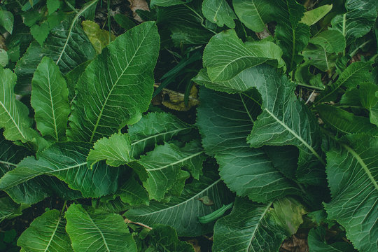 "Red Cole" Bilder – Durchsuchen 28,305 Archivfotos, Vektorgrafiken und ...