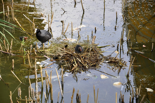 Yuva Bilder – Durchsuchen 551 Archivfotos, Vektorgrafiken und Videos ...