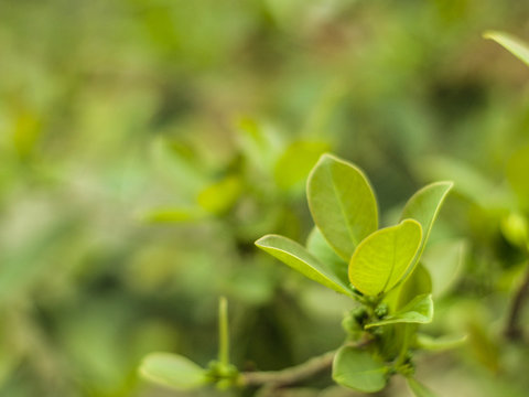 Plantinha Images – Browse 64 Stock Photos, Vectors, and Video | Adobe Stock