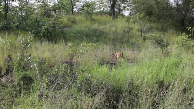 Ngala Images – Parcourir 132 le catalogue de photos, vecteurs et vidéos ...