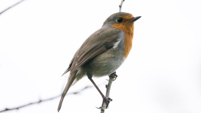 รูปภาพBorth – เลือกดูภาพถ่ายสต็อก เวกเตอร์ และวิดีโอ609 | Adobe Stock