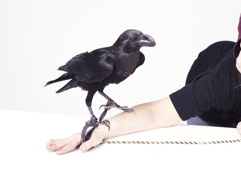 รูปภาพ"Crow – เลือกดูภาพถ่ายสต็อก เวกเตอร์ และวิดีโอ180,012 | Adobe Stock