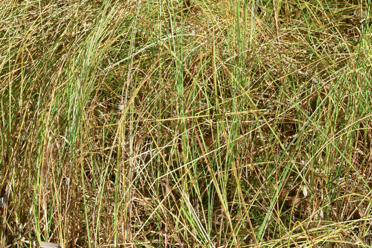 Futtergras Bilder – Durchsuchen 745,368 Archivfotos, Vektorgrafiken und ...