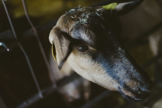 LAS 388,721 MEJORES IMÁGENES, FOTOS DE ARCHIVO Y VECTORES DE Chivo ...