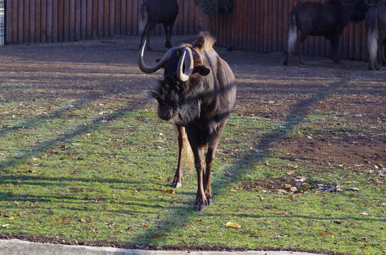 Antilopa Images – Browse 71 Stock Photos, Vectors, and Video | Adobe Stock