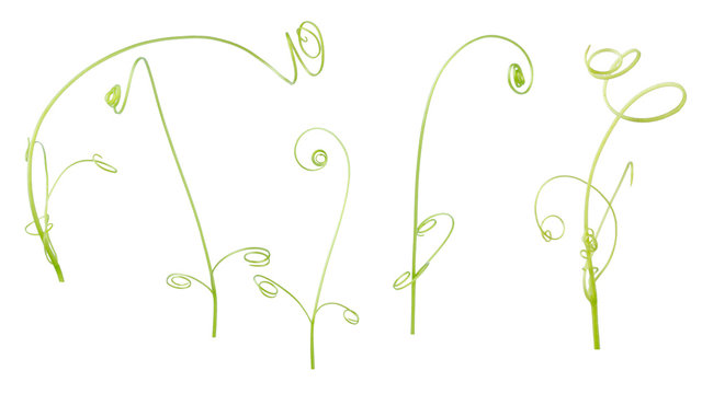 Free Vines Images – Browse 2,158 Free Stock Photos, Vectors, and Video ...