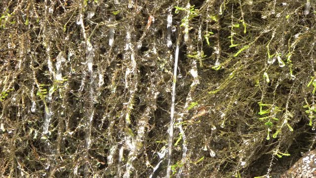 Imagens de Andreaeopsida – Explore Fotografias do Stock, Vetores e ...