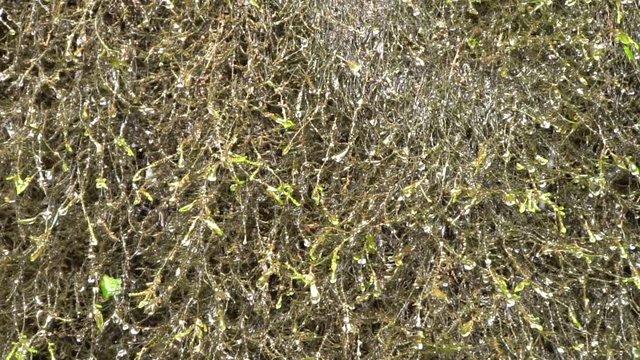 Imagens de Andreaeopsida – Explore Fotografias do Stock, Vetores e ...