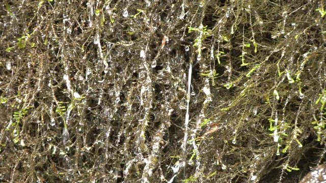 Imagens de Andreaeopsida – Explore Fotografias do Stock, Vetores e ...