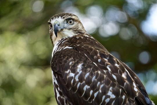 รูปภาพChickenhawk – เลือกดูภาพถ่ายสต็อก เวกเตอร์ และวิดีโอ942 | Adobe Stock