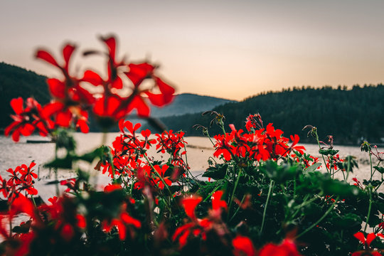 Valiug Images – Browse 99 Stock Photos, Vectors, and Video | Adobe Stock