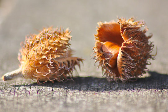 Buchecker-Bilder: Stock-Fotos & -Videos. | Adobe Stock
