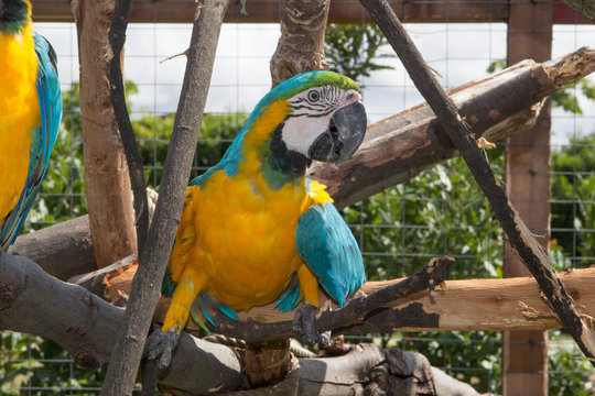 รูปภาพPappagallo – เลือกดูภาพถ่ายสต็อก เวกเตอร์ และวิดีโอ1,064 | Adobe ...