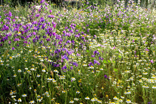 Capuyo bilder – Bläddra bland 65 stockfoton, vektorer och videor ...