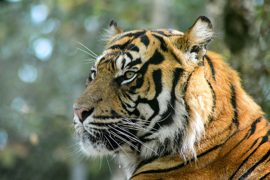 รูปภาพFelin – เลือกดูภาพถ่ายสต็อก เวกเตอร์ และวิดีโอ4,533 | Adobe Stock