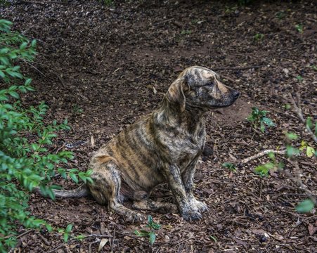 Doog Images – Browse 173 Stock Photos, Vectors, and Video | Adobe Stock