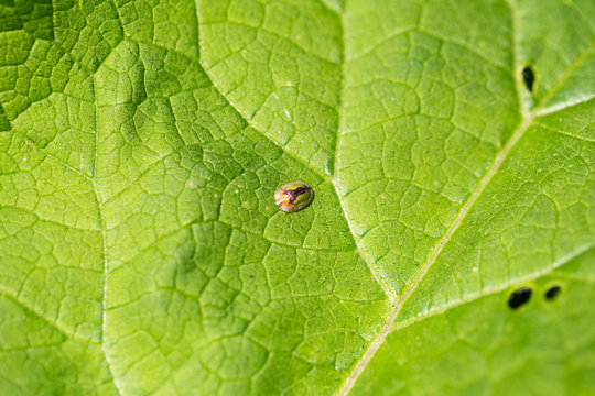 Vibex-Bilder: Stock-Fotos & -Videos. | Adobe Stock