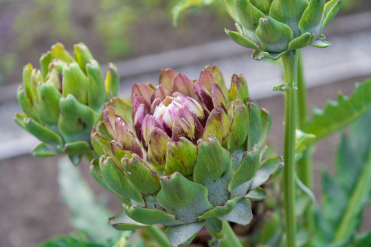 รูปภาพCardoon – เลือกดูภาพถ่ายสต็อก เวกเตอร์ และวิดีโอ13,316 | Adobe Stock