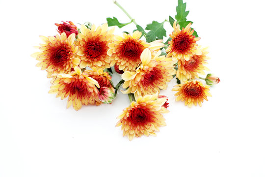 Fiower Images – Browse 204 Stock Photos, Vectors, and Video | Adobe Stock