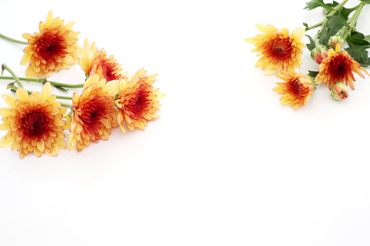 Fiower Images – Browse 204 Stock Photos, Vectors, and Video | Adobe Stock