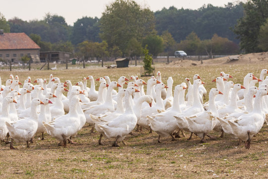 Mastgans Bilder – Durchsuchen 482 Archivfotos, Vektorgrafiken und ...
