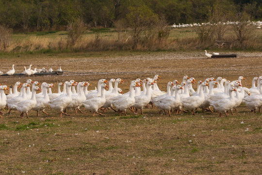Mastgans Bilder – Durchsuchen 482 Archivfotos, Vektorgrafiken und ...