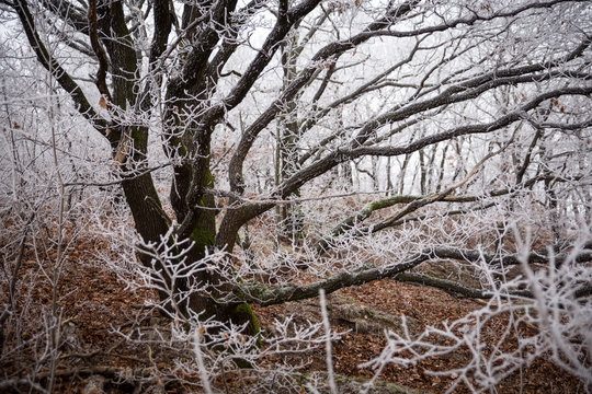 Lupka bilder – Bläddra bland 233 stockfoton, vektorer och videor ...