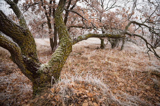Lupka bilder – Bläddra bland 233 stockfoton, vektorer och videor ...