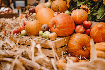 35+ Free Pumpkin Patch Desktop Wallpaper | Free HD Downloads - Pikwizard