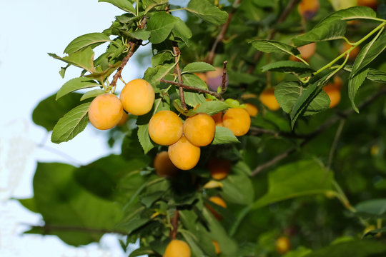 รูปภาพMirabellenbaum – เลือกดูภาพถ่ายสต็อก เวกเตอร์ และวิดีโอ219 ...