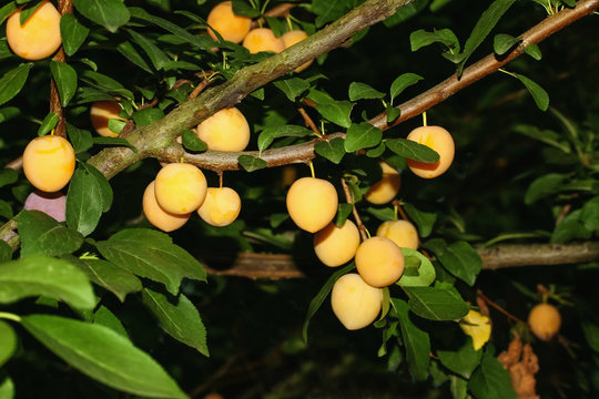 รูปภาพMirabellenbaum – เลือกดูภาพถ่ายสต็อก เวกเตอร์ และวิดีโอ219 ...