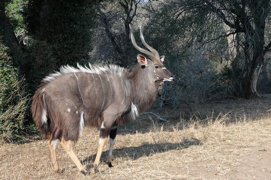 Fluchttier bilder – Bläddra bland 887 stockfoton, vektorer och videor ...